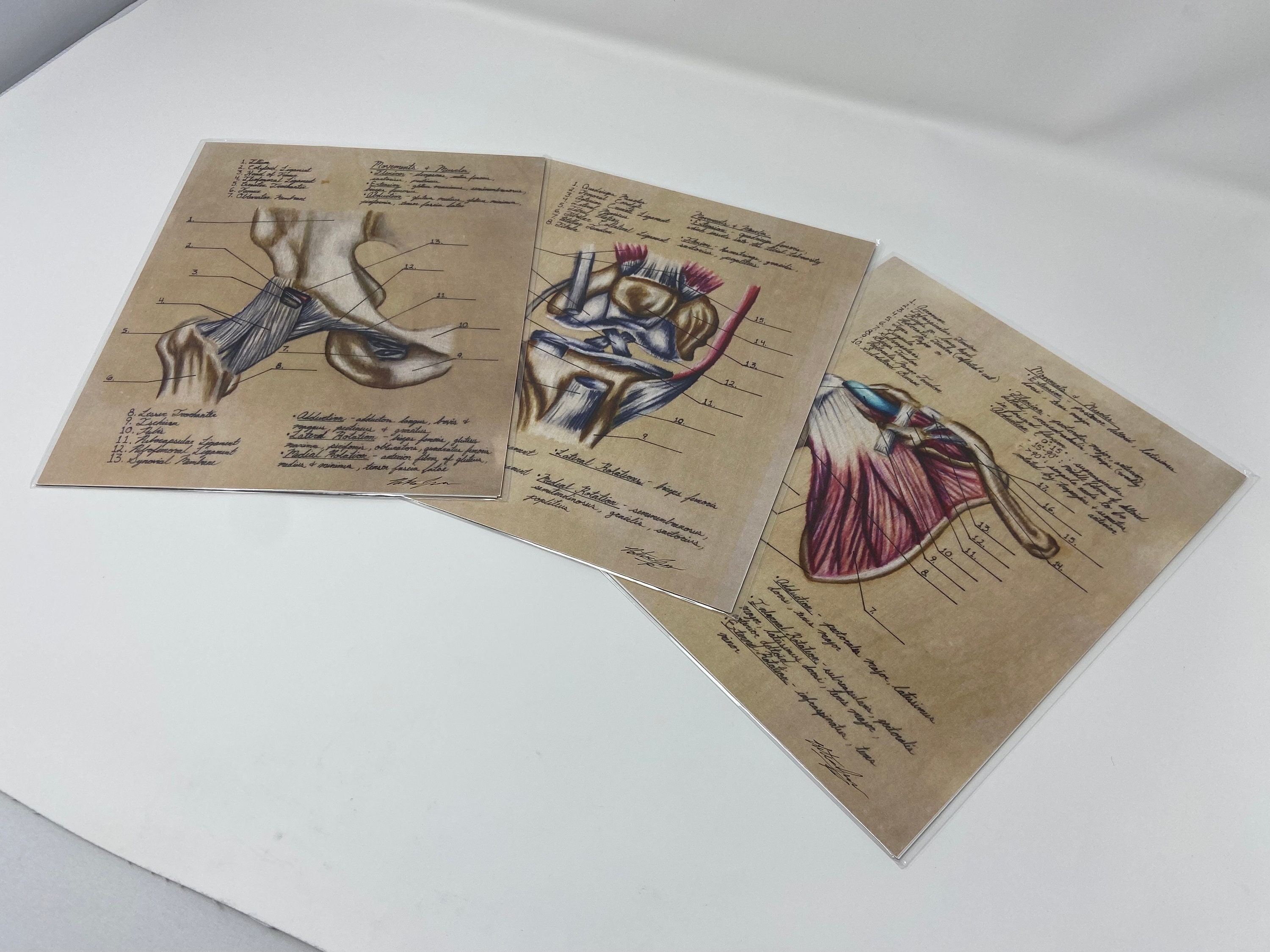 Anatomy of the Shoulder Diagram - Biocreativearts - Art Prints for ...