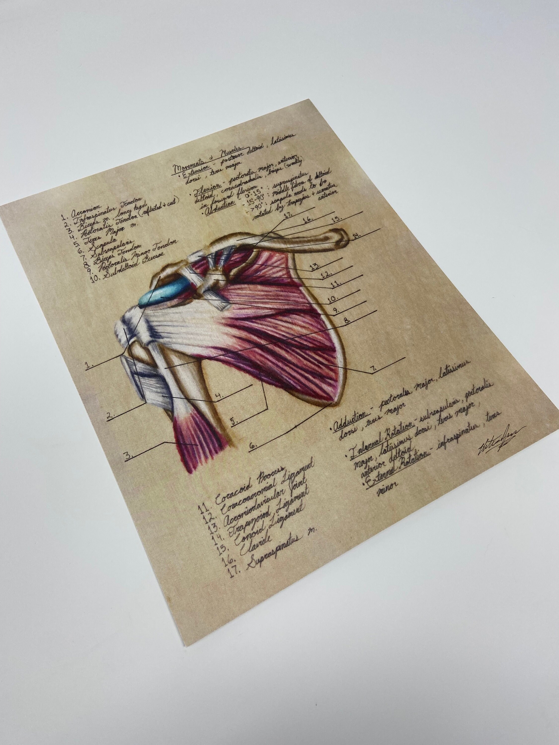 Anatomy of the Shoulder Diagram Biocreativearts Art Prints for Doctors ...