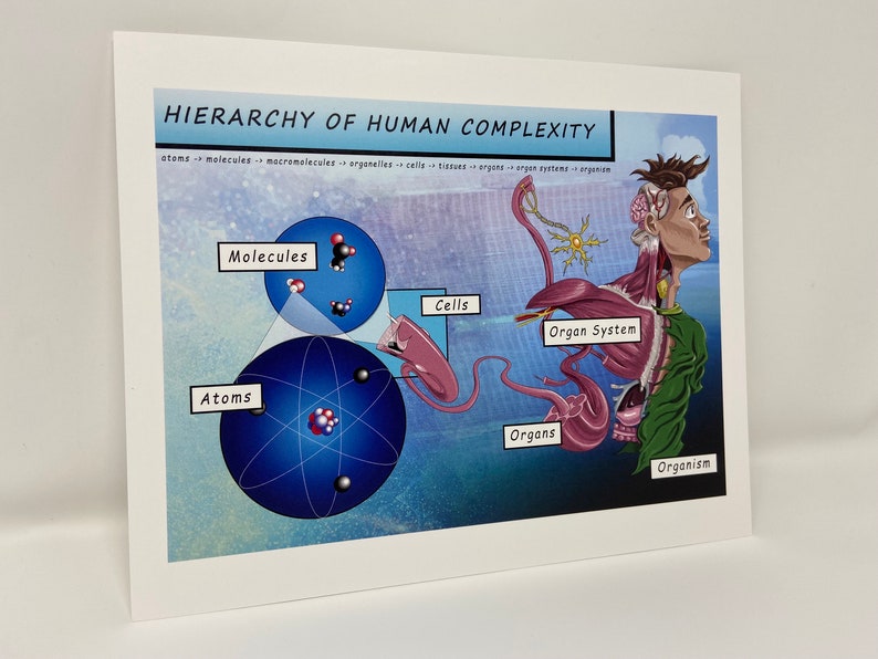 Hierarchy of Human Complexity Biocreativearts Art Prints/infographics for Scientists, Students ...