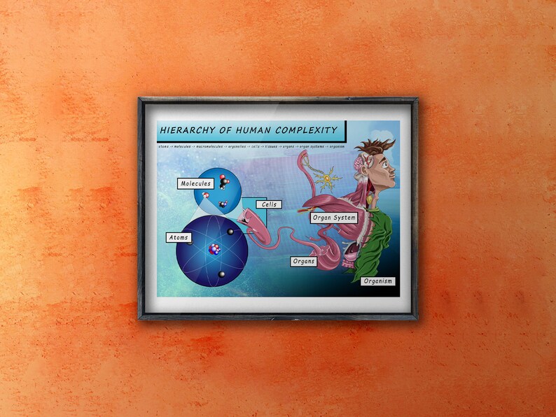 Hierarchy of Human Complexity - Biocreativearts - Art Prints ...