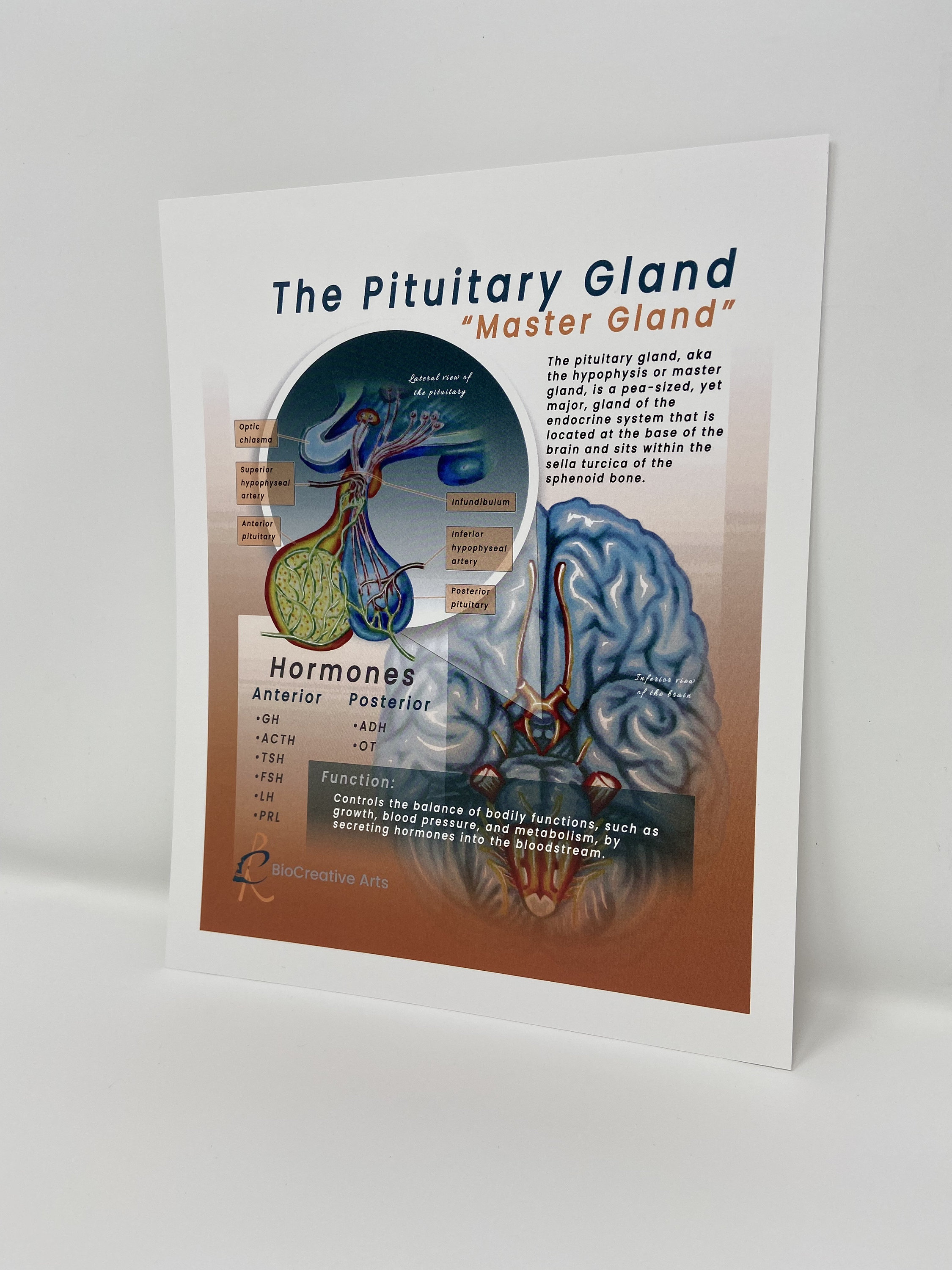 Pituitary "master Gland" Poster - Biocreative Arts - Art Print ...
