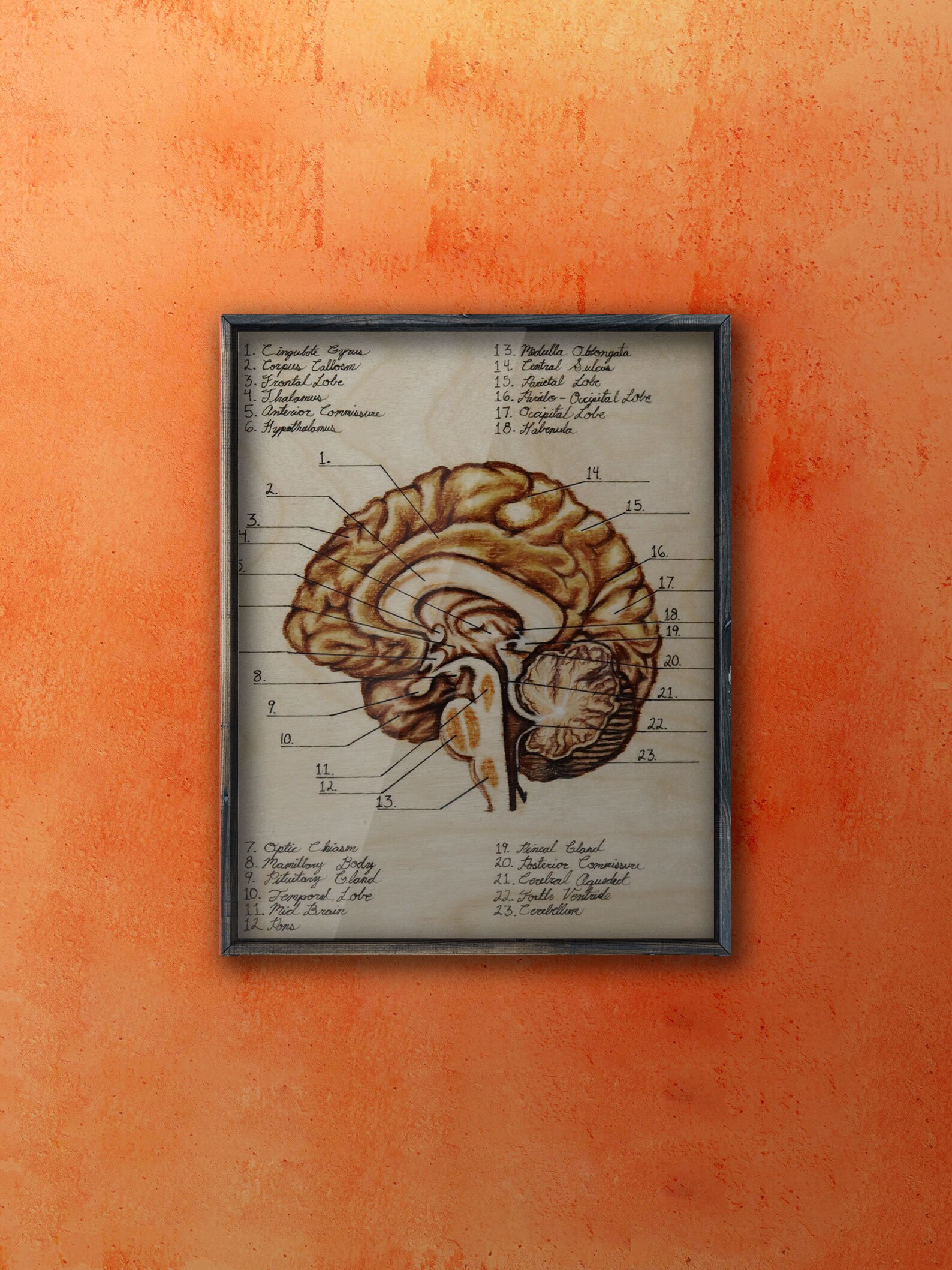 Sagittal Cut of the Brain Diagram Drawn on Wood - Biocreativearts - Art ...