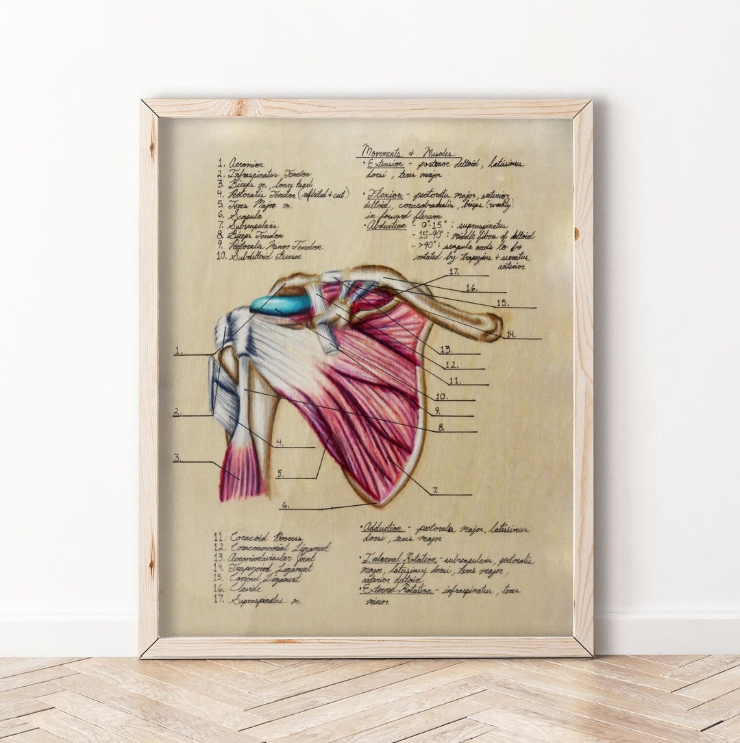 Anatomy of the Shoulder Diagram - Biocreativearts - Art Prints for ...