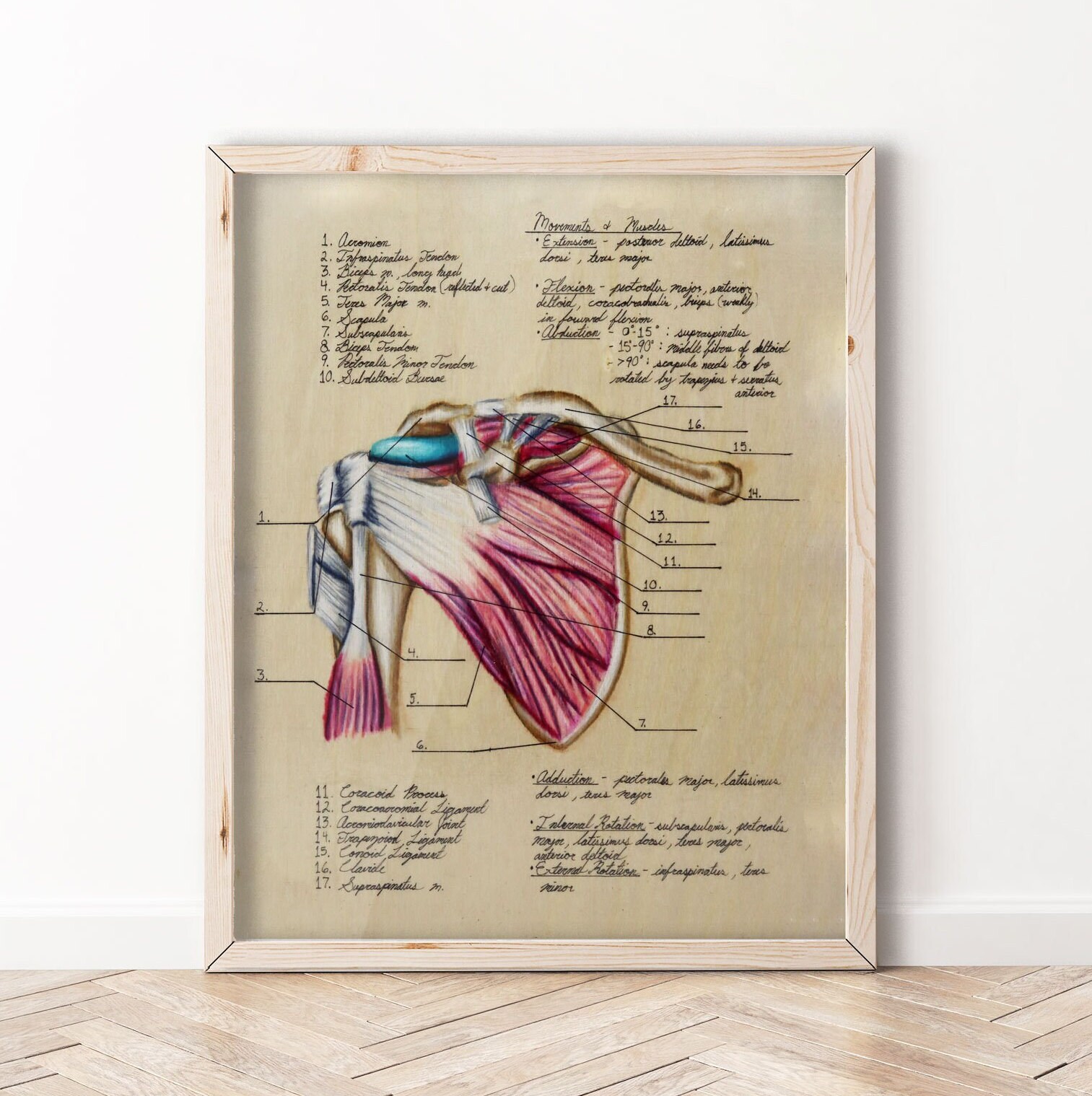 Anatomy of the Shoulder Diagram - Biocreativearts - Art Prints for ...