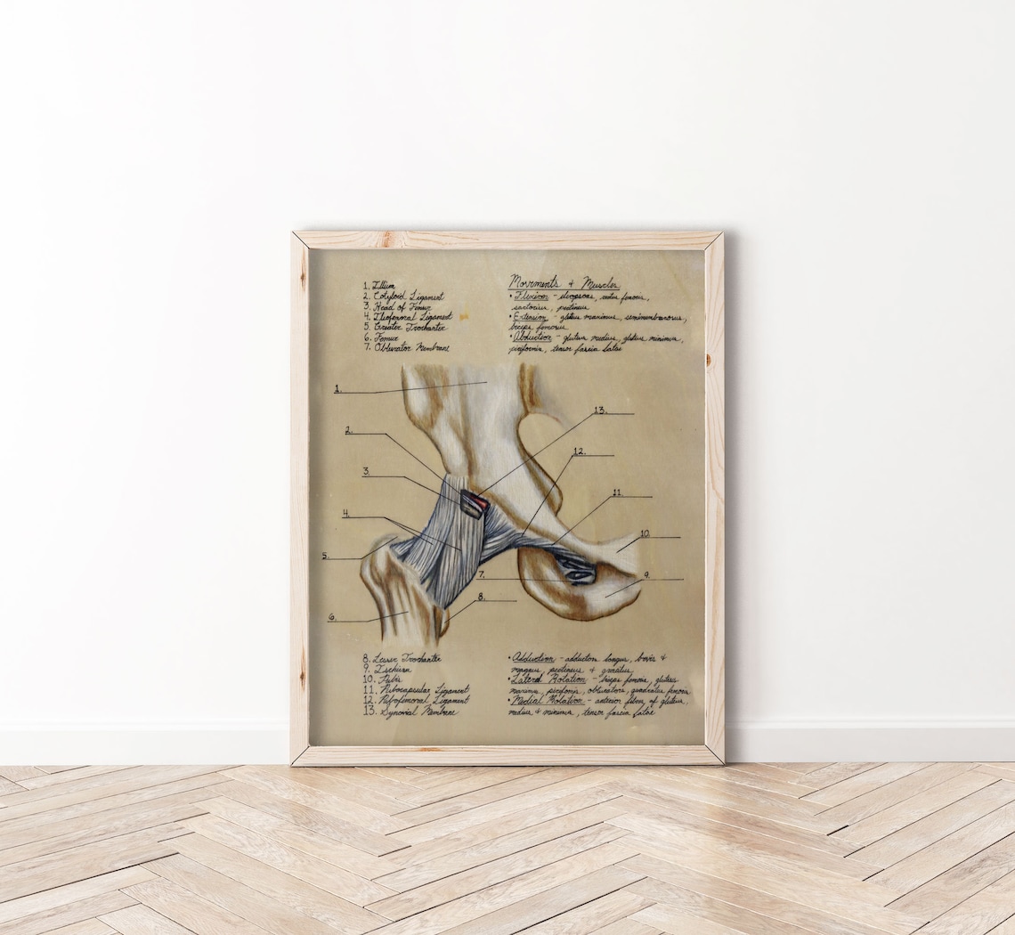 Anatomy of the Hip Diagram Drawn on Wood biocreativearts - Etsy