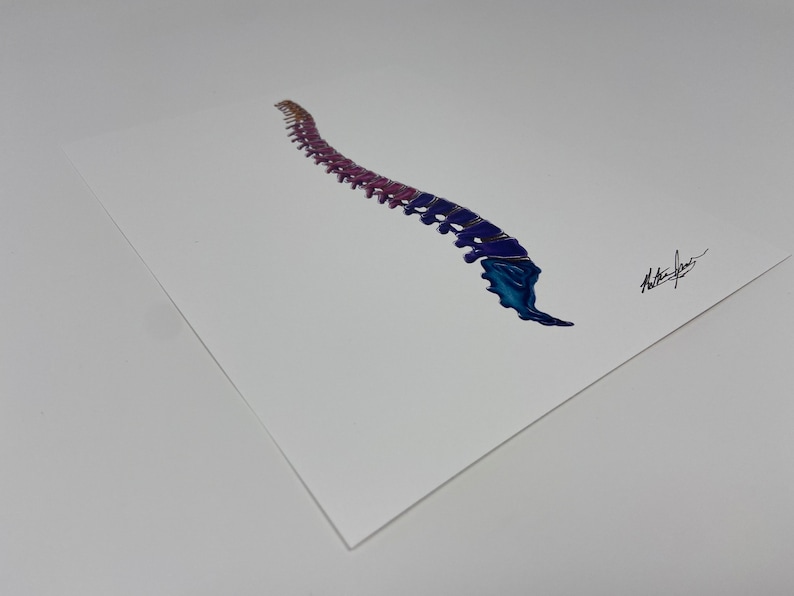 Color Coordinated Spinal Section Spine - Biocreativearts - Art Prints ...