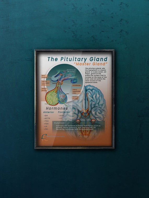 Pituitary master Gland Poster Biocreative Arts | Etsy