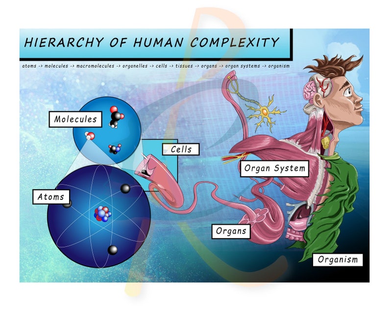 Hierarchy of Human Complexity Biocreativearts Art Prints/infographics ...