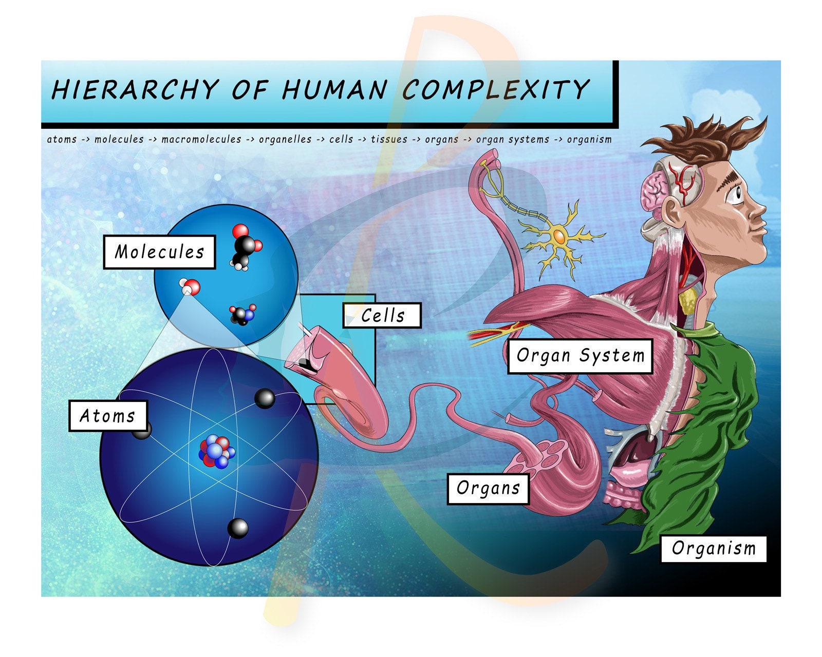 Jerarquía de la complejidad humana BioCreativeArts | Etsy España