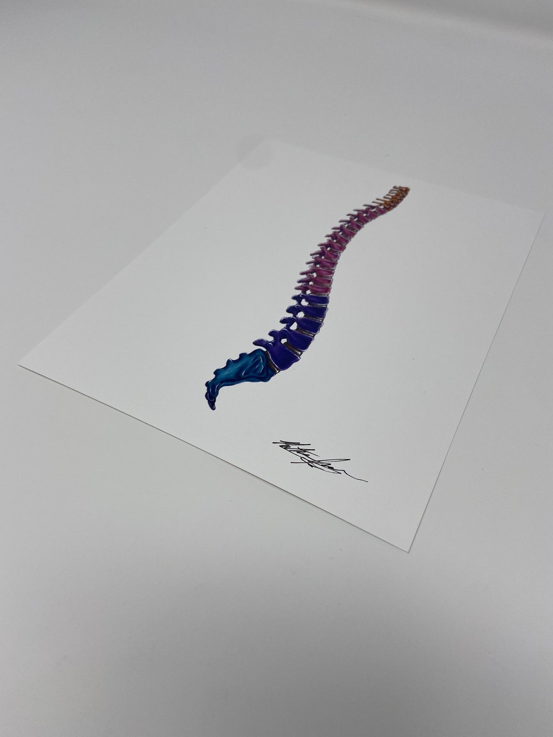 Color Coordinated Spinal Section Spine - Biocreativearts - Art Prints ...