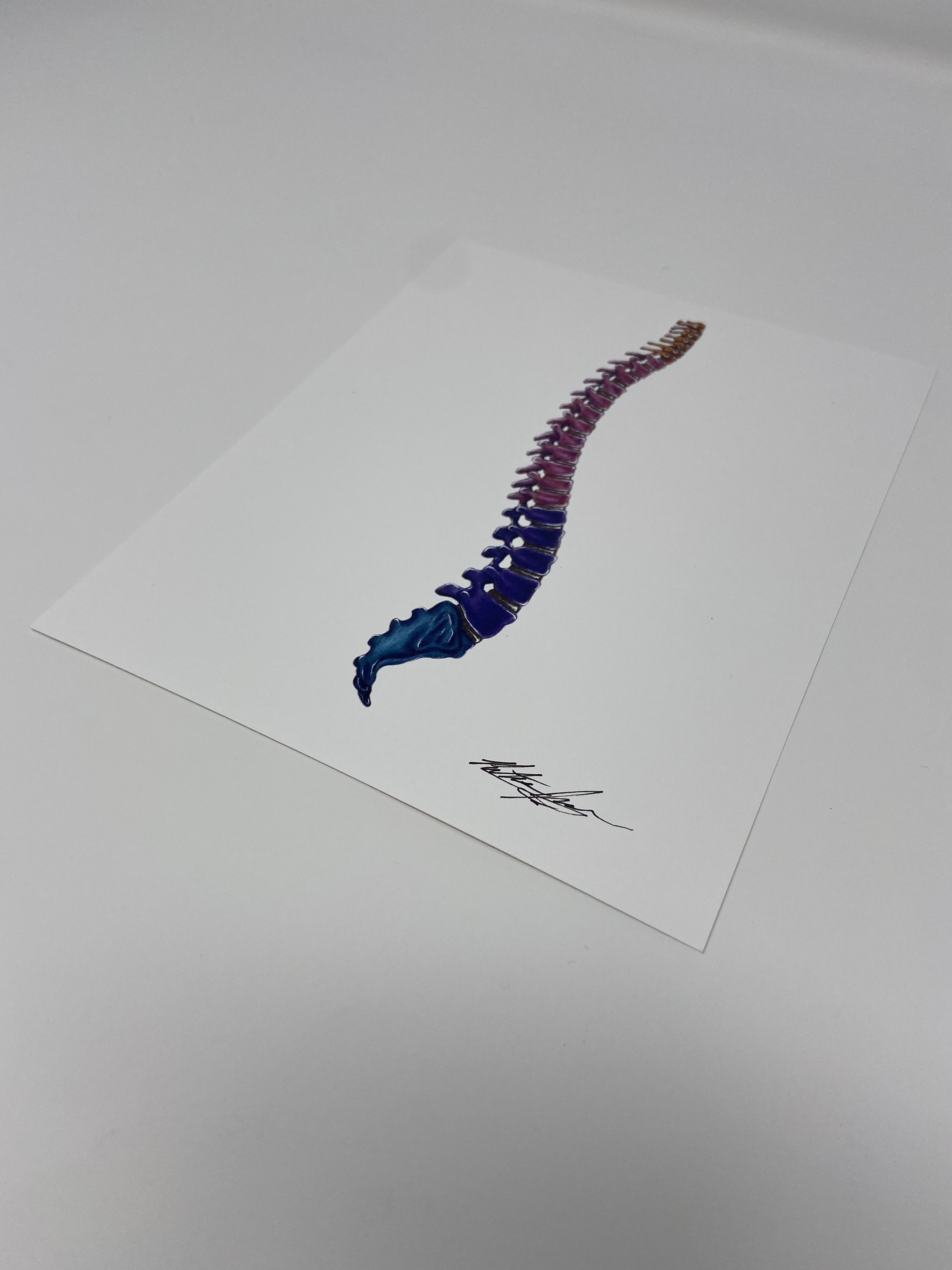 Color Coordinated Spinal Section Spine - Biocreativearts - Art Prints ...