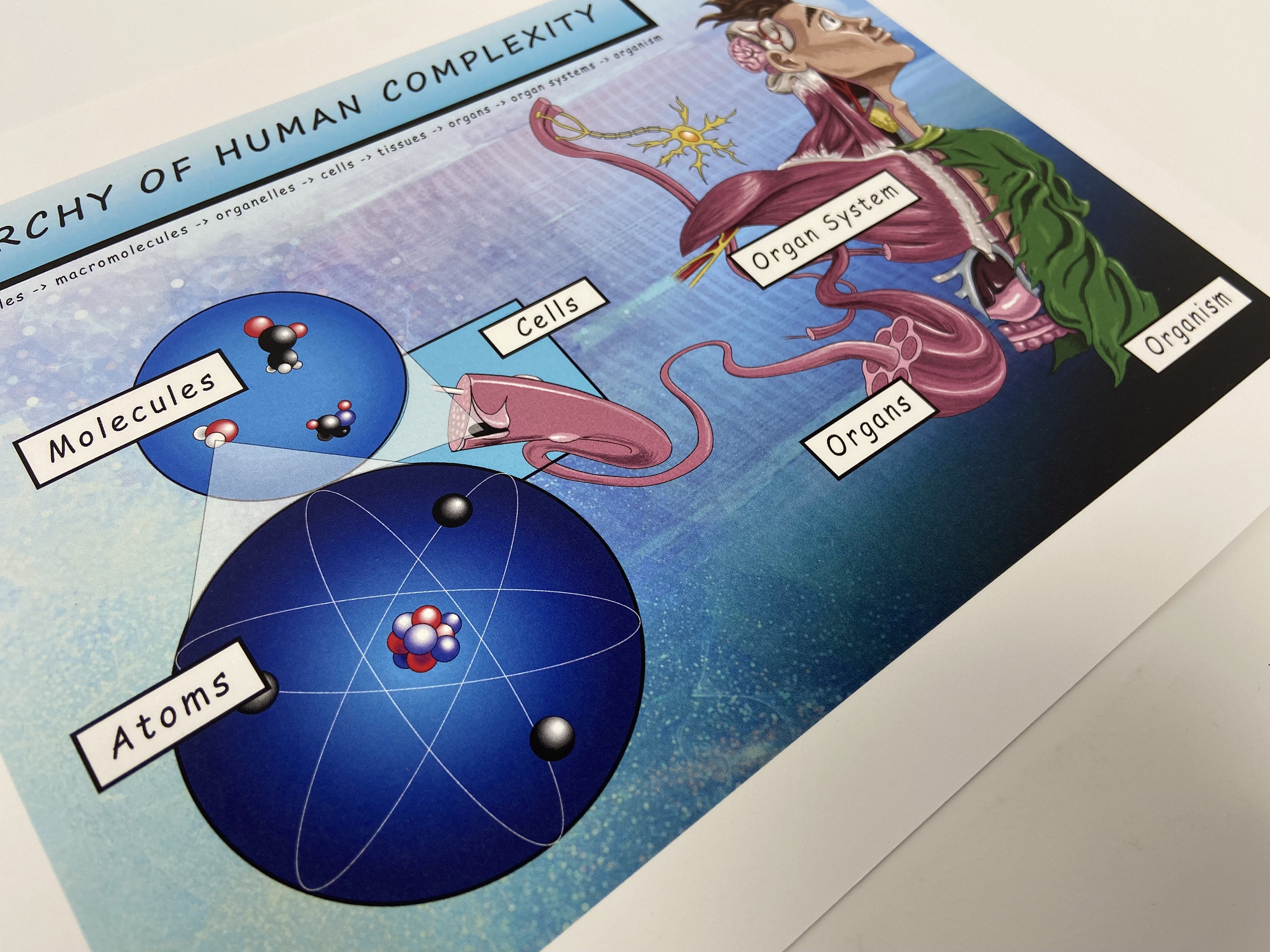 Hierarchy of Human Complexity Biocreativearts Art Prints/infographics ...