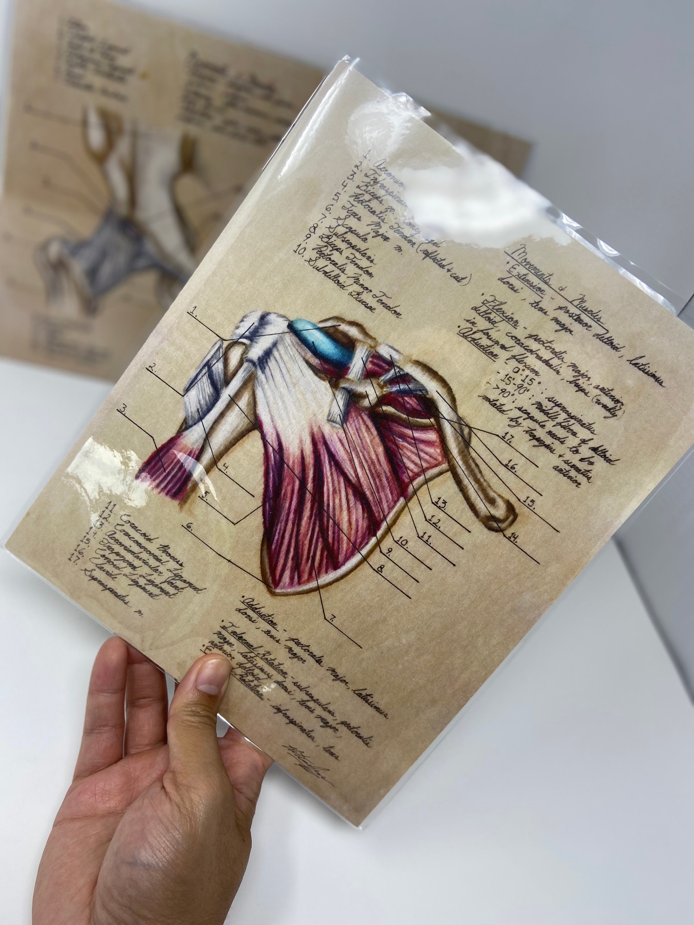 Anatomy of the Shoulder Diagram - Biocreativearts - Art Prints for ...