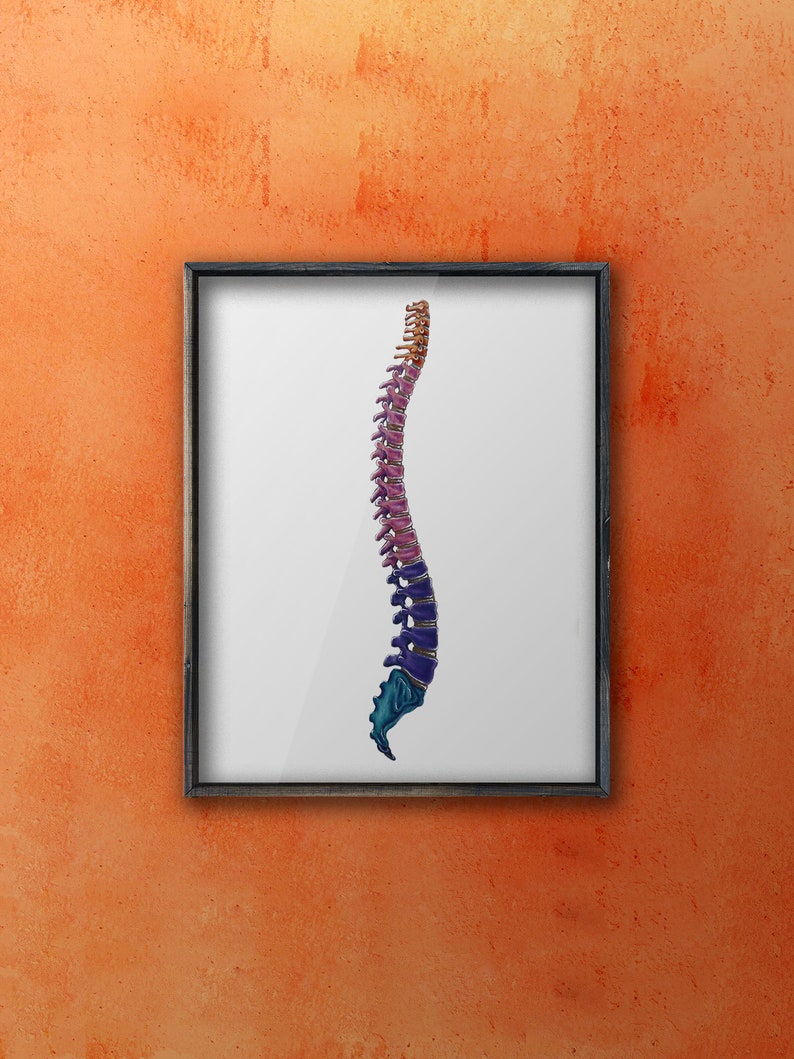Color Coordinated Spinal Section Spine - Biocreativearts - Art Prints ...