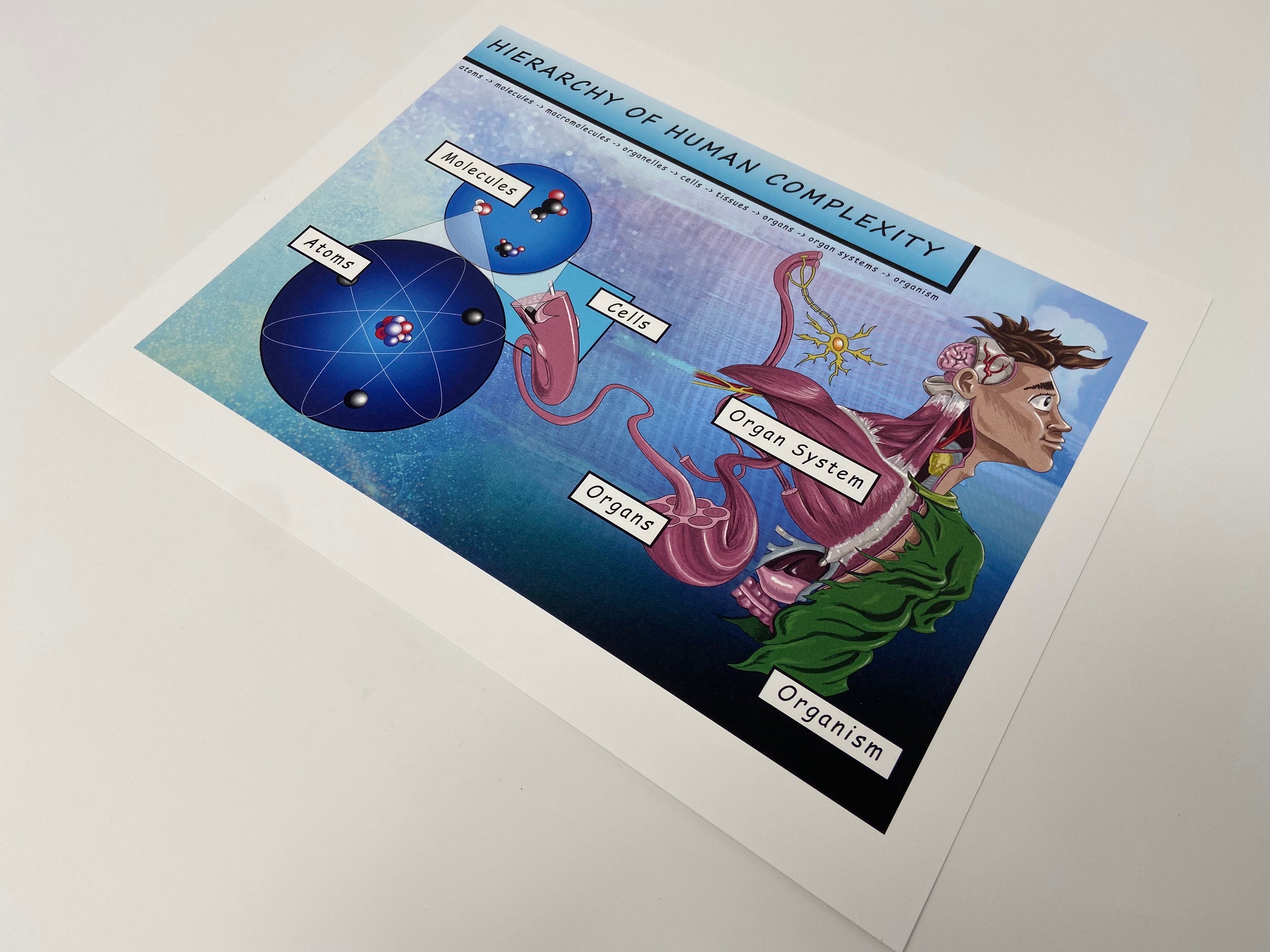 Hierarchy of Human Complexity Biocreativearts Art Prints/infographics ...