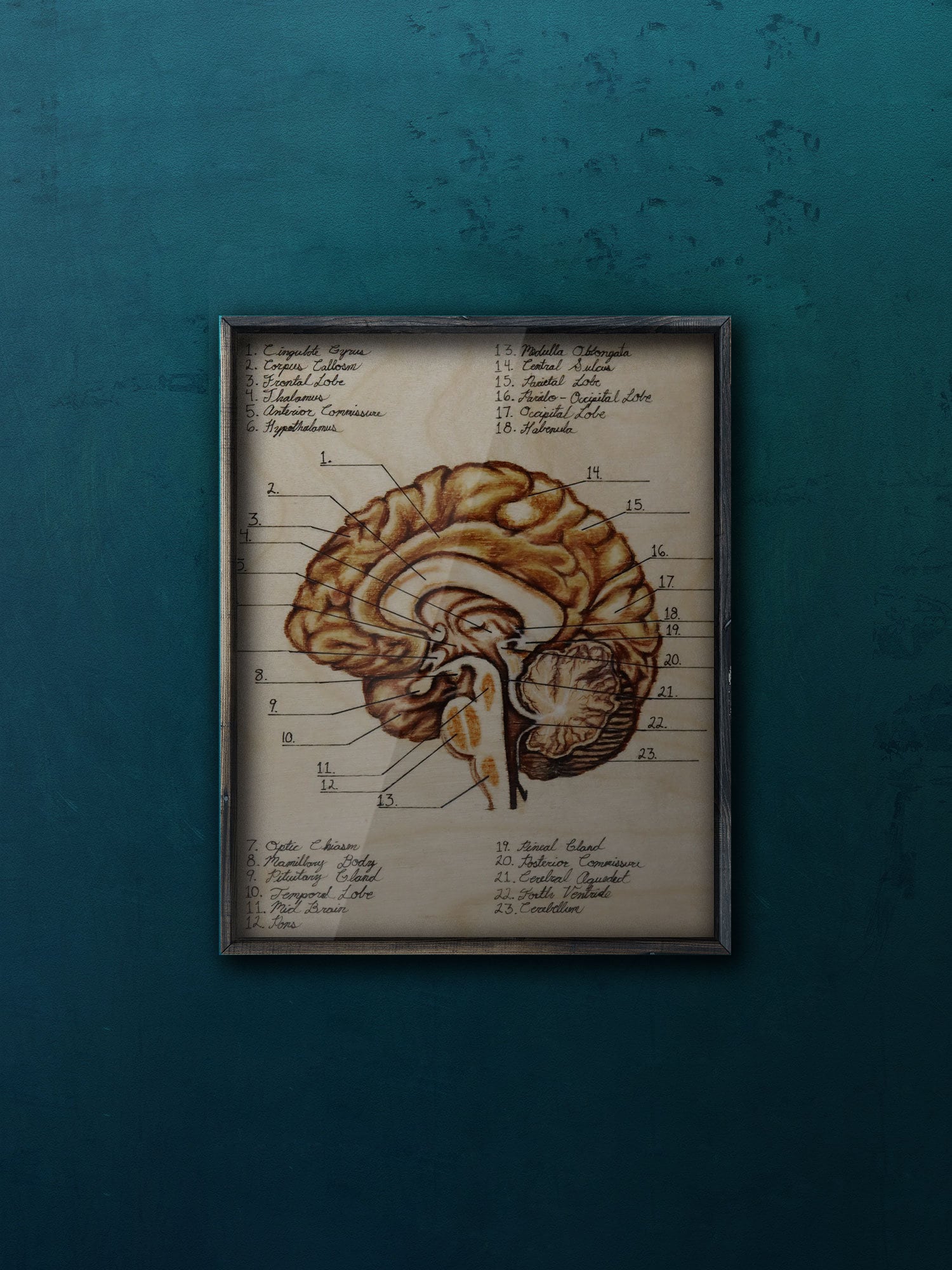 Sagittal Cut of the Brain Diagram Drawn on Wood - Biocreativearts - Art ...