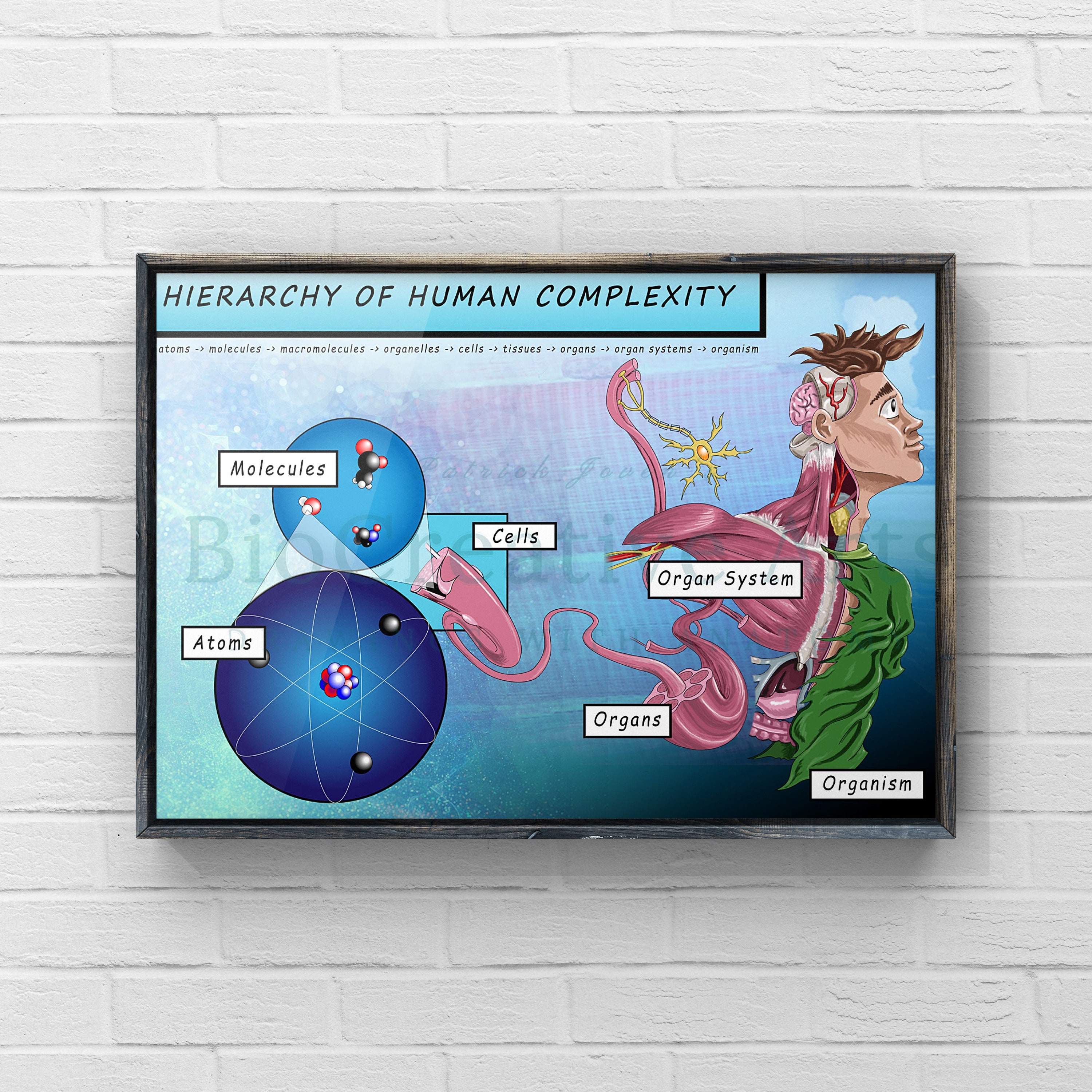 Hierarchy of Human Complexity BioCreativeArts Art | Etsy