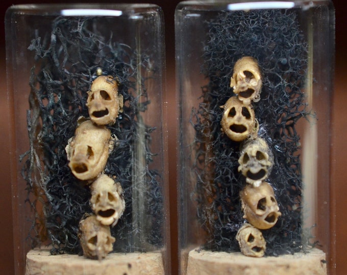 Snapdragon Skull Oddities | Goth Décor | Halloween | Curiosities ...