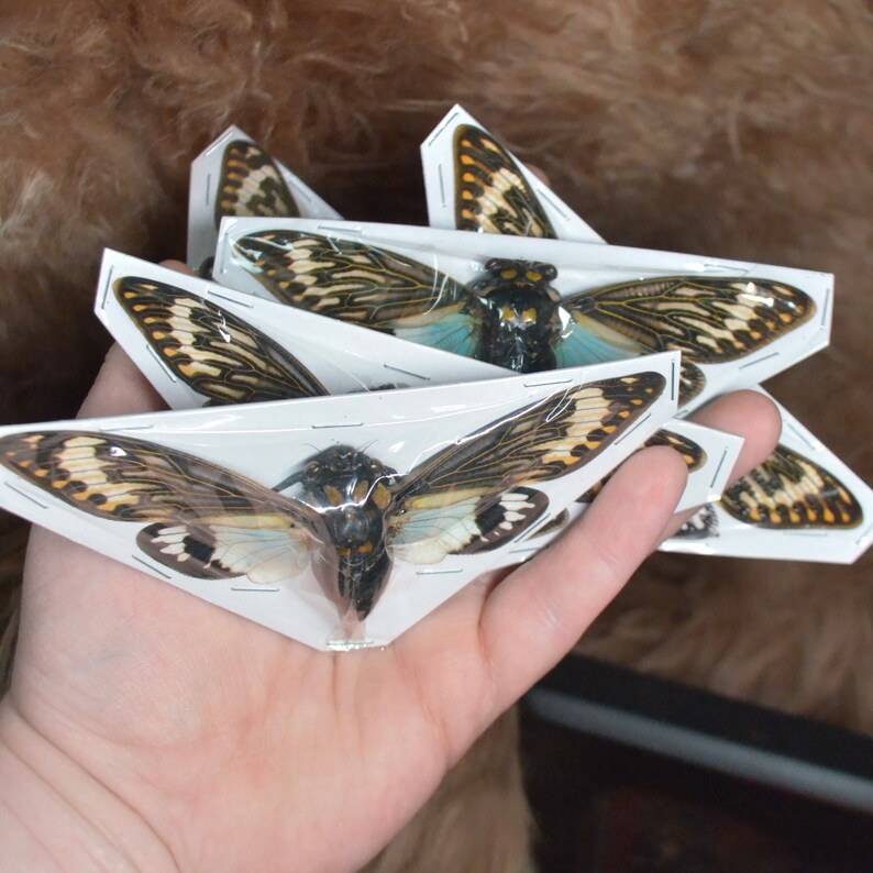 Tosena Splendida Blue Cicada Spread | Goth Décor | Taxidermy ...