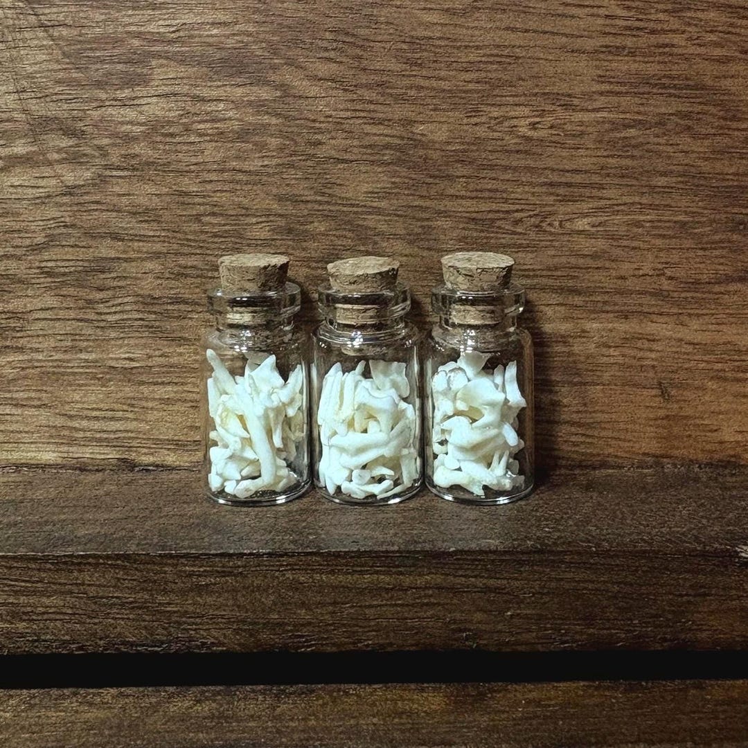 Hedgehog Teeth Oddities | Tiny Bottle | Oddities and Curiosities ...