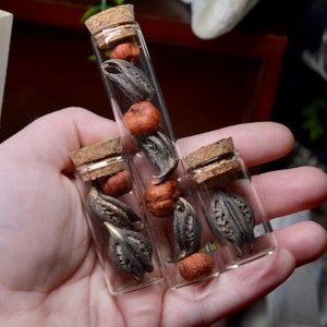 Bat’s Head Pod Oddities | Goth Décor | Halloween | Curiosities | - Etsy