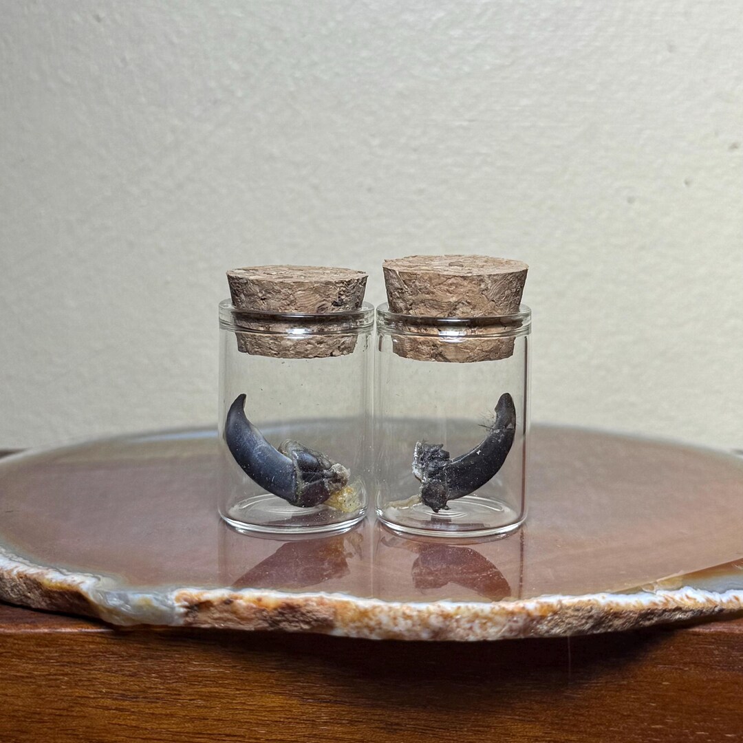 Oddity Vial Wild Turkey Claw | Oddities and Curiosities | Whimsigoth ...