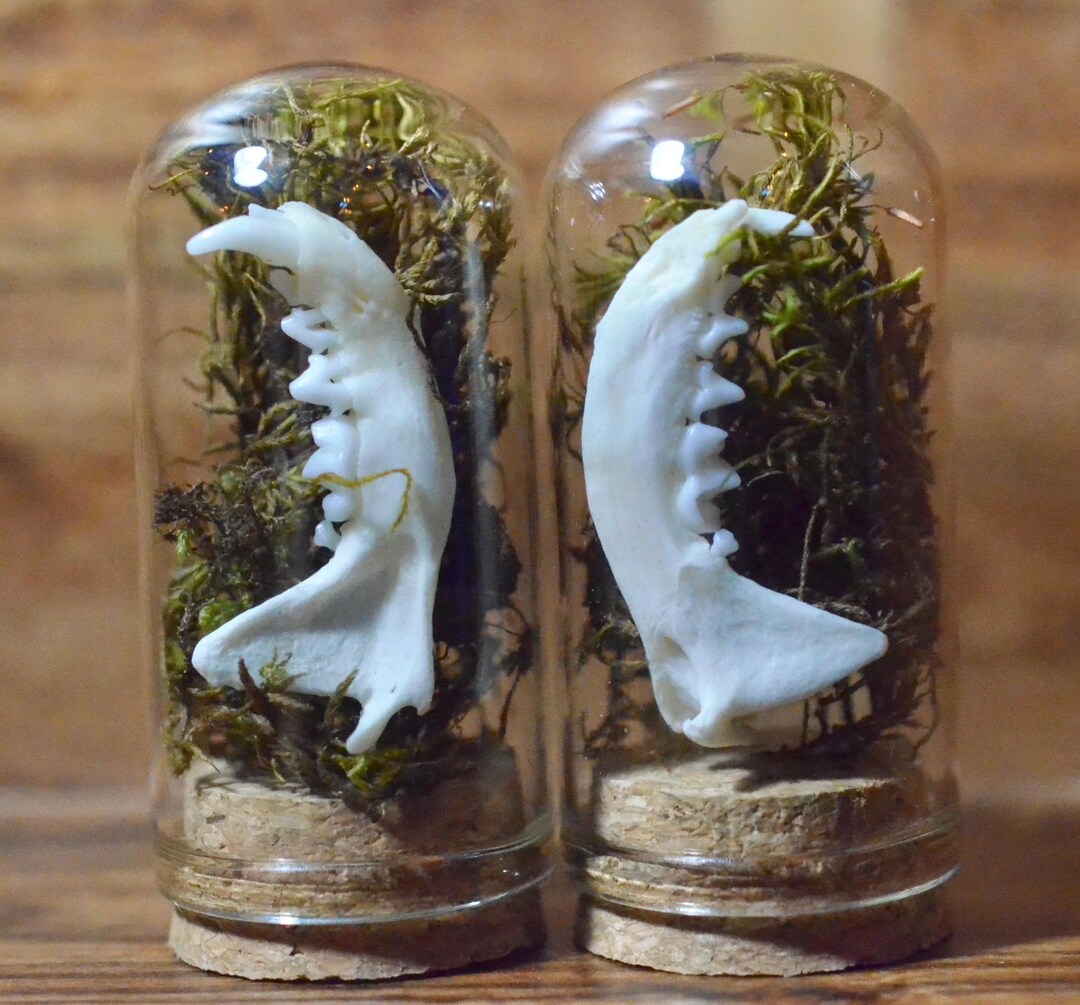 Jaw Bone Oddities Gothic Decor Dark Academia Curiosities - Etsy