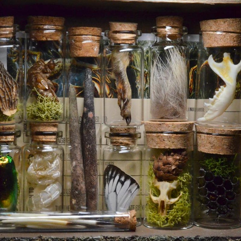 Animal Bones and Plants - Etsy