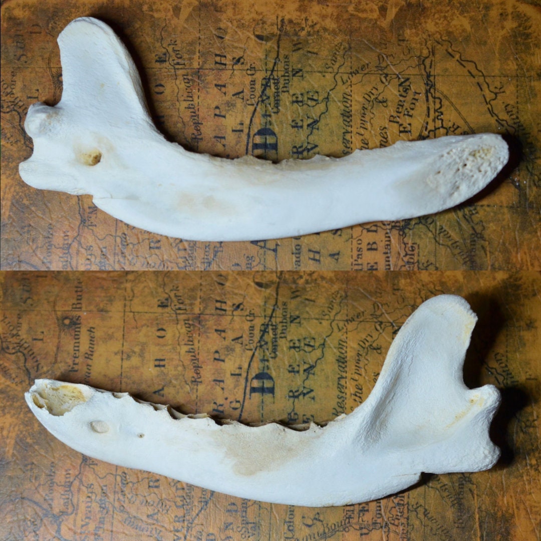 Wolf Jaw Bone Oddities Taxidermy Curiosities Curio Cabinet Ethical Real Bone Decor - Etsy