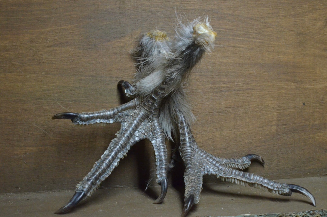 Real Grouse Foot Oddities Taxidermy Bird Feet Curiosities Vulture ...