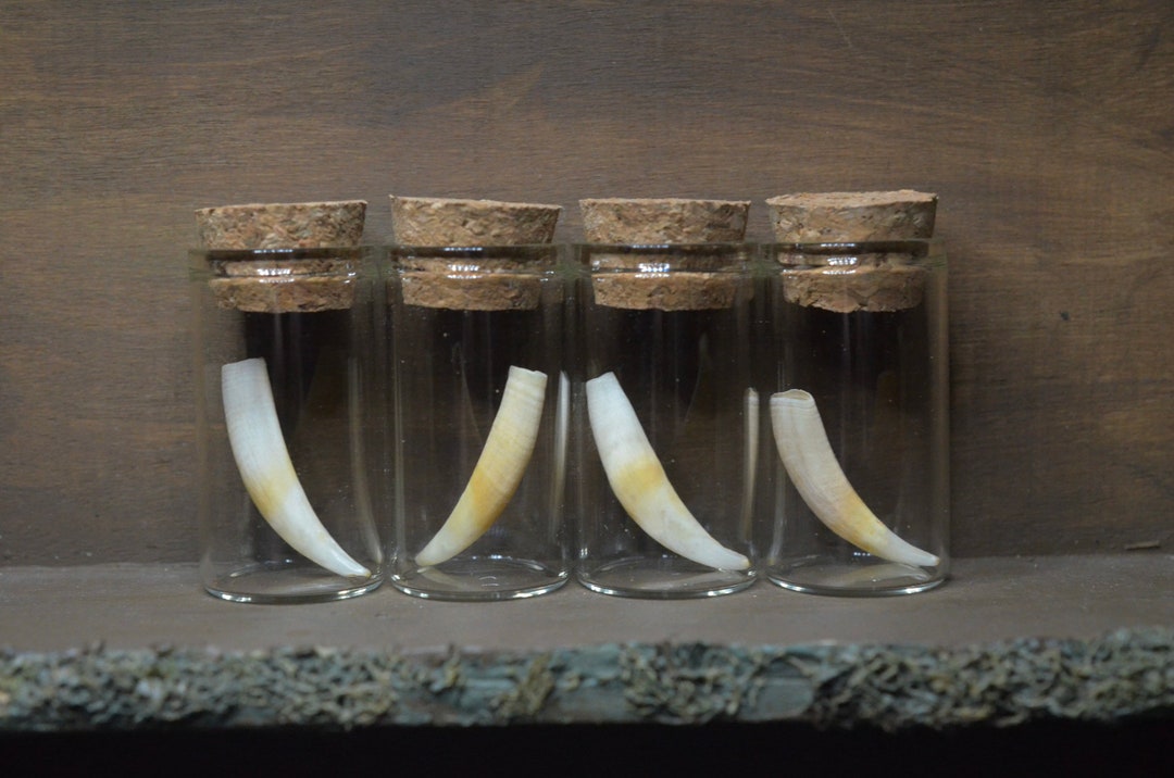 Opossum Tooth Glass Vial Oddities Curio Cabinet Ethical Taxidermy ...