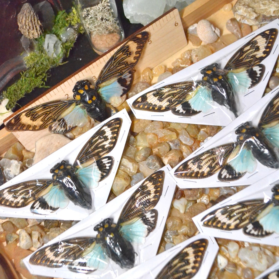 Tosena Splendida Blue Cicada Spread | Goth Décor | Taxidermy ...