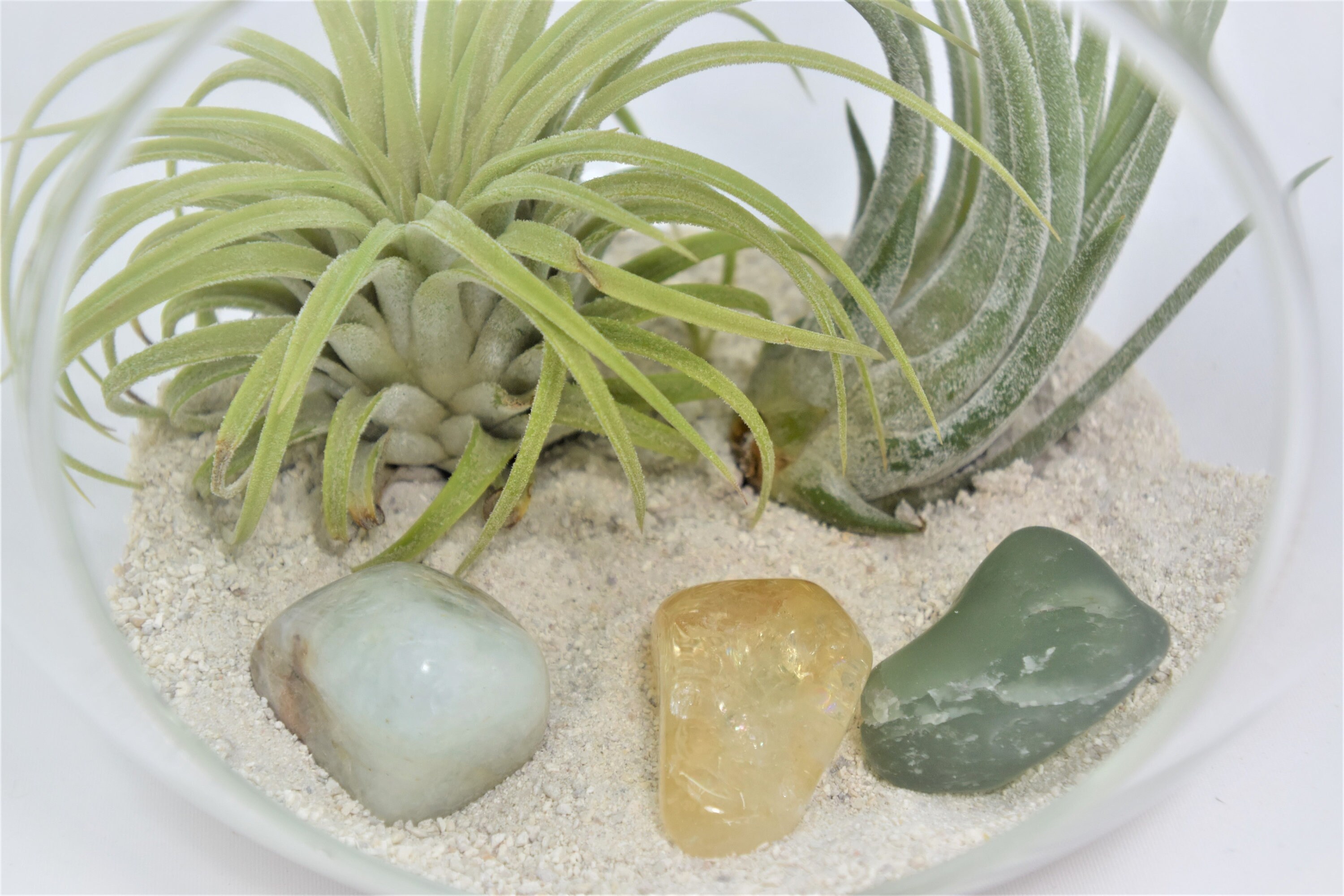 Gemini Zodiac Crystals Tillandsia Large Terrarium Gemini - Etsy