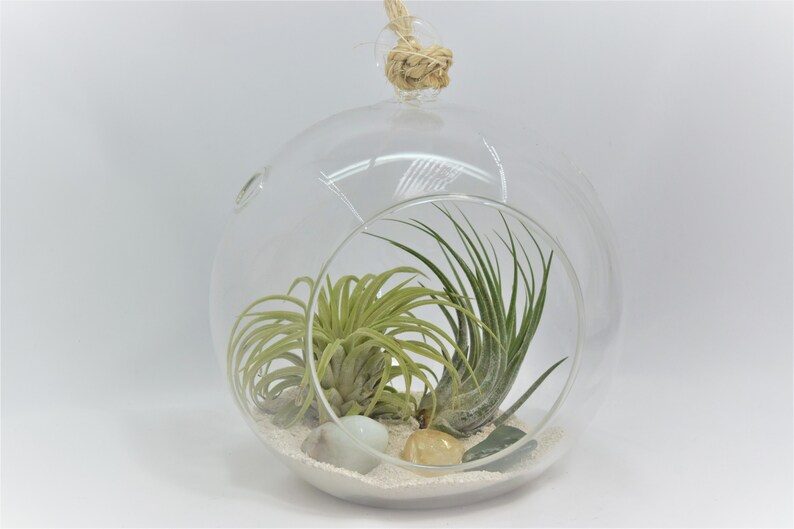 Gemini Zodiac Crystals Tillandsia Large Terrarium Gemini - Etsy