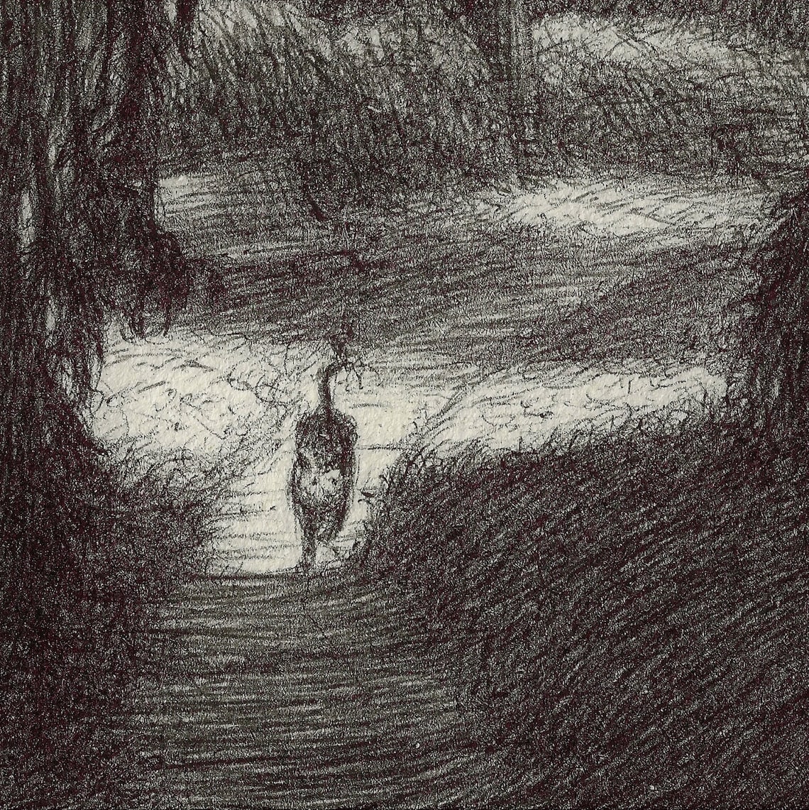 9 X 6 Fine Art Print of Ink Drawing Cat Walking Thru Lamplit | Etsy