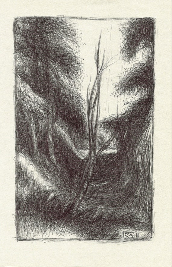 Twisted Old Tree Drawing