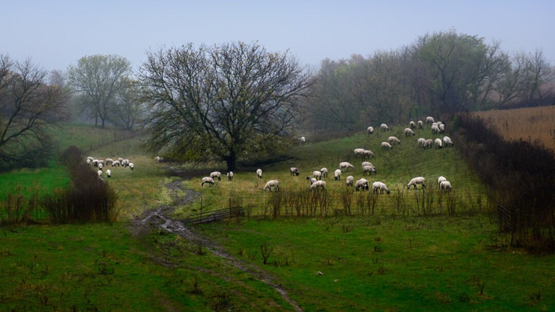Pastoral Lamb Print, Farmhouse Landscape Photography, Rustic Country ...