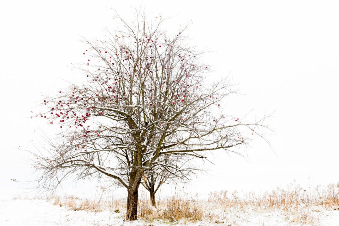 Winter Apple Tree Print, Barren Landscape Photography, Modern Farmhouse ...