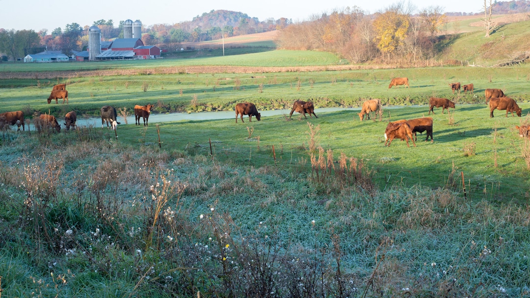 Cows in Field Panoramic Farm Landscape Photo, Modern Farmhouse Decor - Etsy