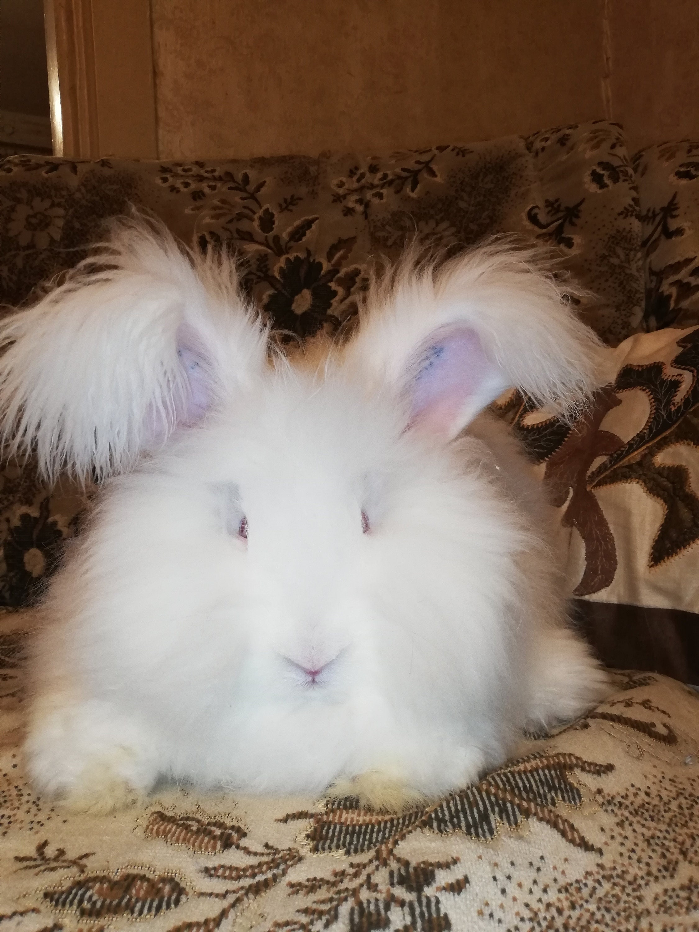 Angora Rabbit Fiber 50g. - Etsy