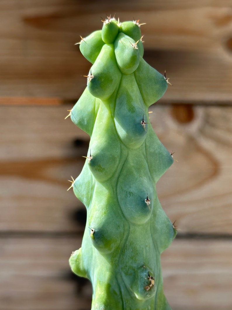 Boobie Cactus myrtillocactus Geometrizans - Etsy