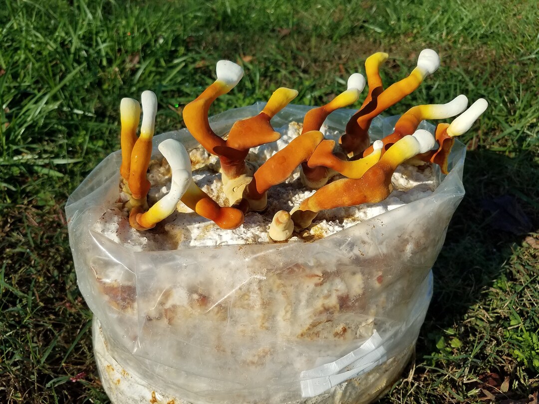 Antler Reishi Mushroom Liquid Culture - Etsy