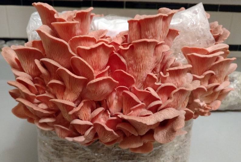 Oyster Mushroom Liquid Culture - Your Choice! - Etsy