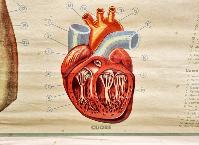 Large Vintage School Poster Anatomy / Internal Organs Poster / - Etsy