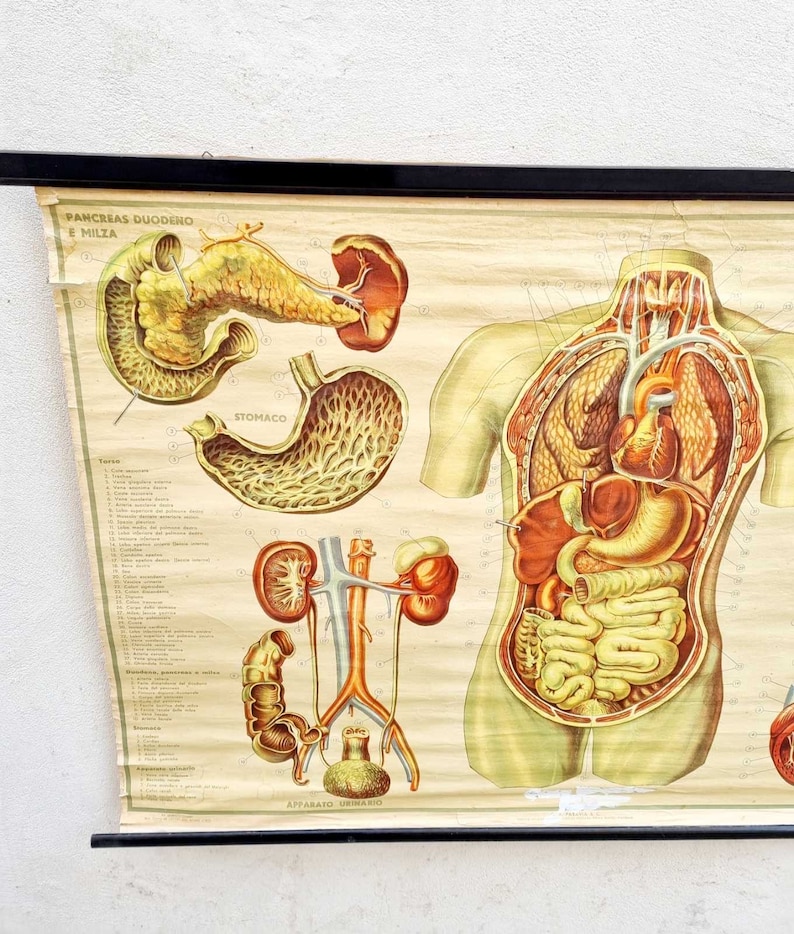Large Vintage School Poster Anatomy / Internal Organs Poster / - Etsy