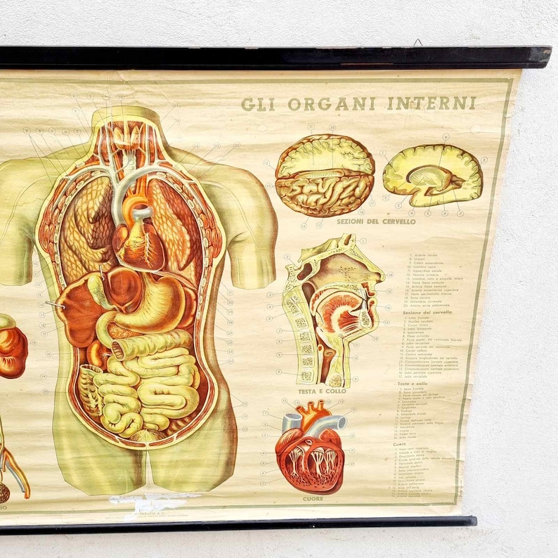 Large Vintage School Poster Anatomy / Internal Organs Poster / - Etsy