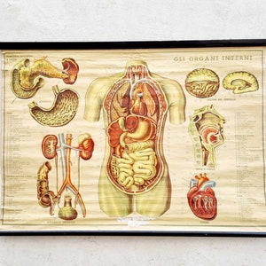 Large Vintage School Poster Anatomy / Internal Organs Poster / Human ...
