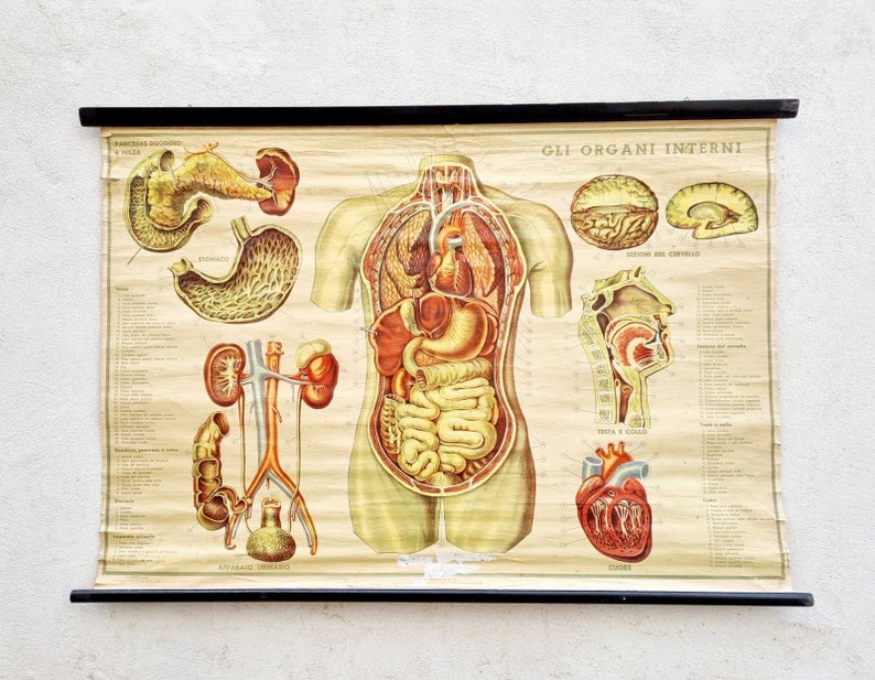 Large Vintage School Poster Anatomy / Internal Organs Poster / - Etsy