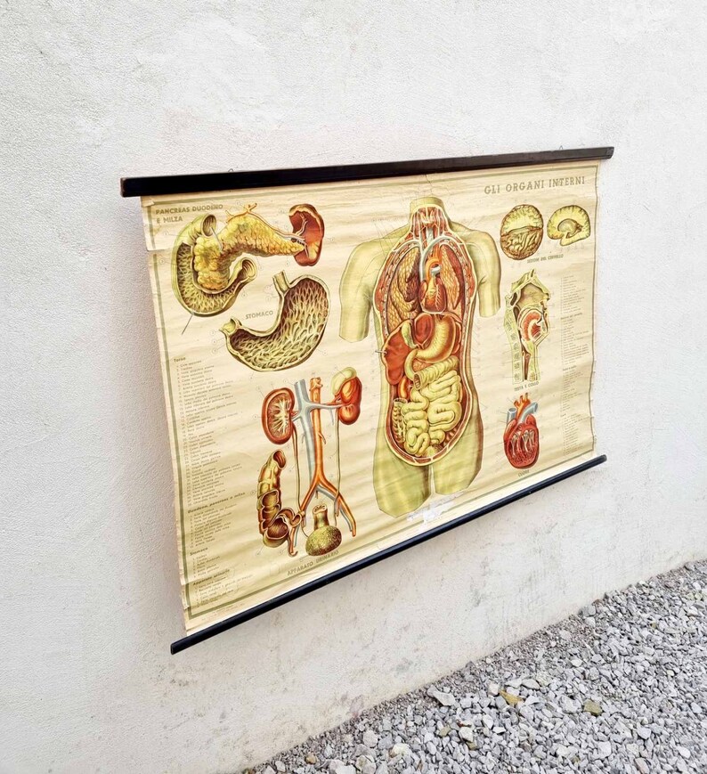 Large Vintage School Poster Anatomy / Internal Organs Poster / - Etsy