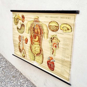 Large Vintage School Poster Anatomy / Internal Organs Poster / Human ...